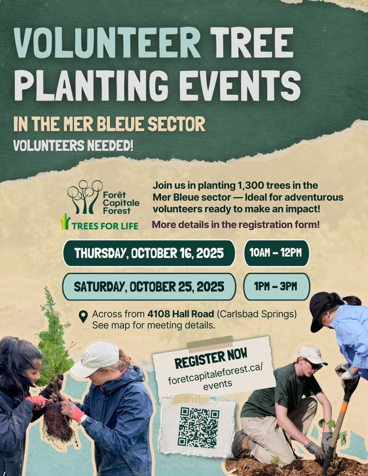 Volunteer Tree Planting Event in the Mer Bleue Sector - capitalforest